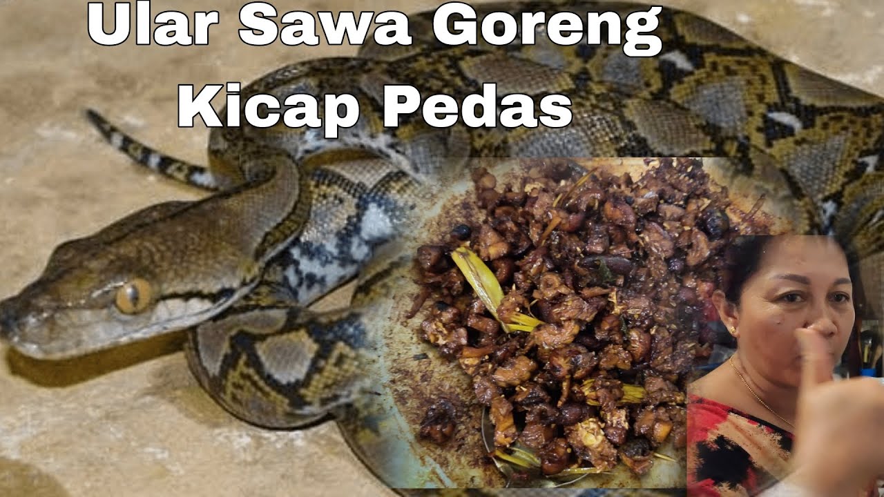 Ular Sawa Goreng Kicap Pedas|| Makanan Exotic Dayak Borneo - YouTube