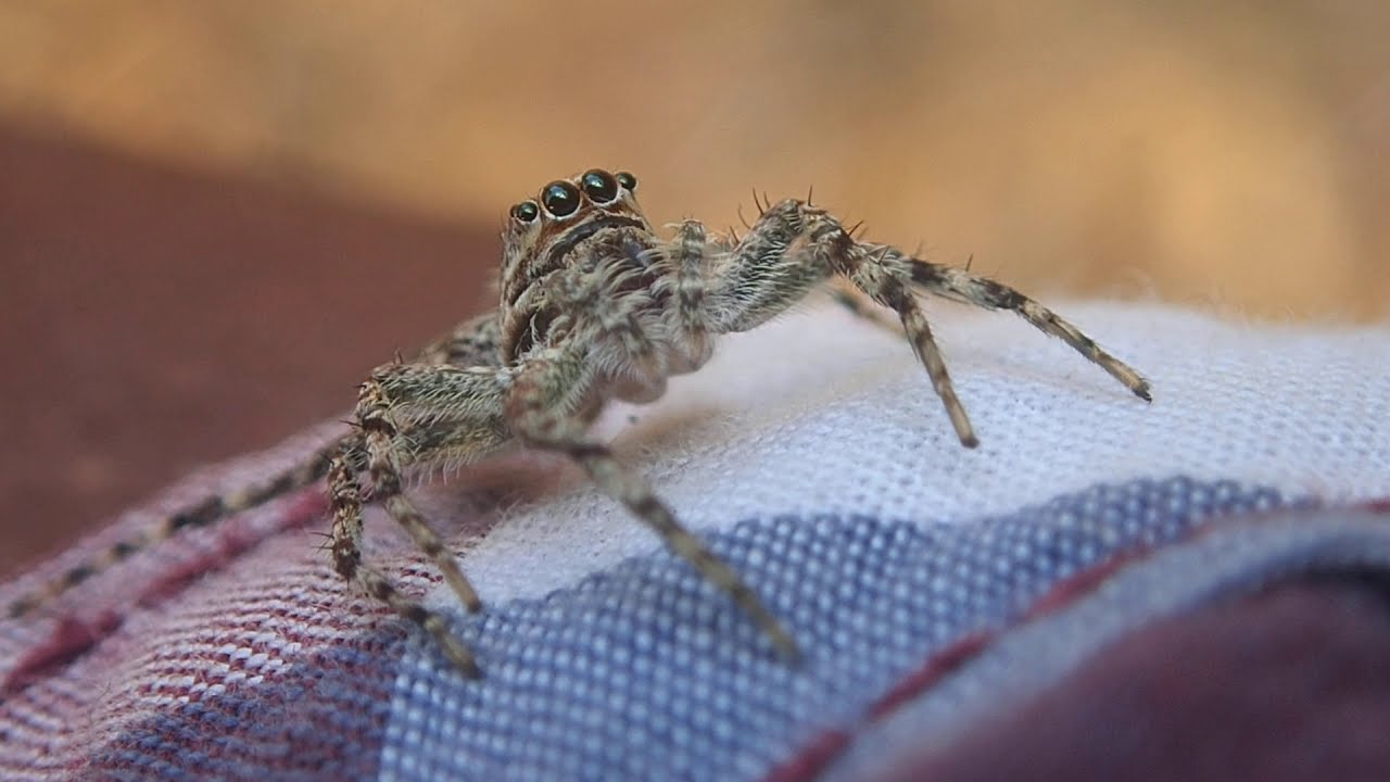 A curious spider from Myanmar (Video 2) - YouTube