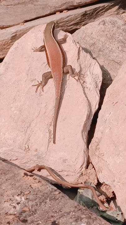 Girgiti #animal #youtubeshorts #reels #videoshow - YouTube