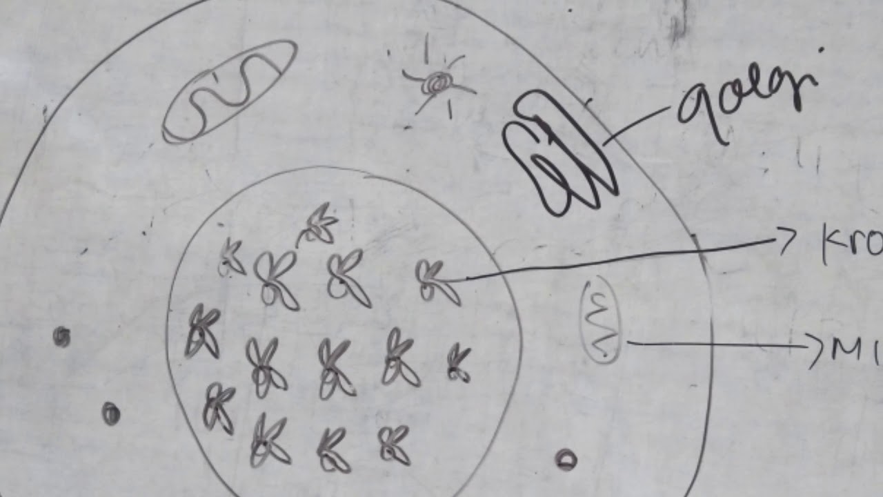 Letak "GEN, "KROMOSOM," dan " DNA - YouTube