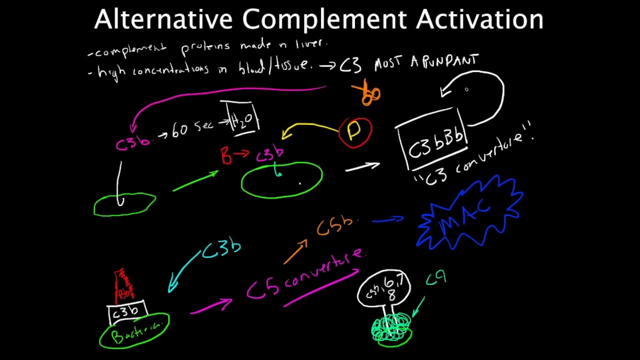 Immunology - Alternative Complement Pathway - YouTube