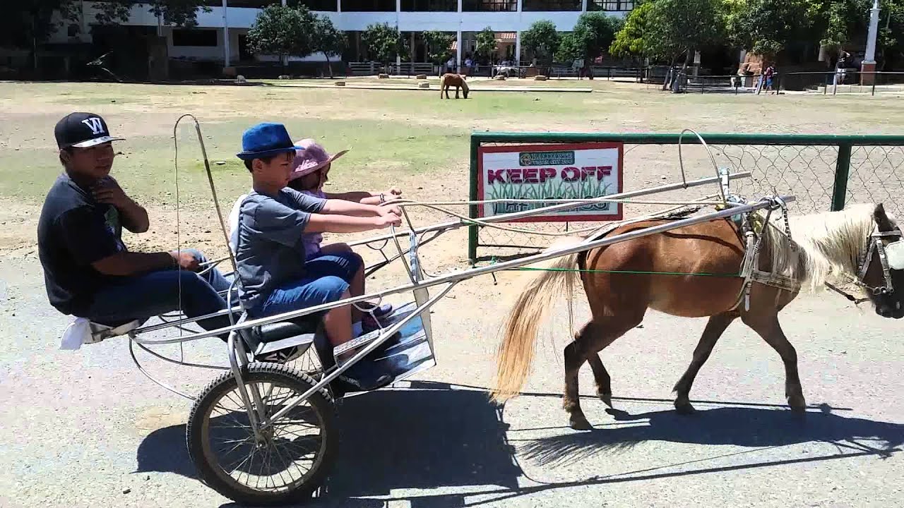 Pony Ride at Baluarte Zoo - YouTube