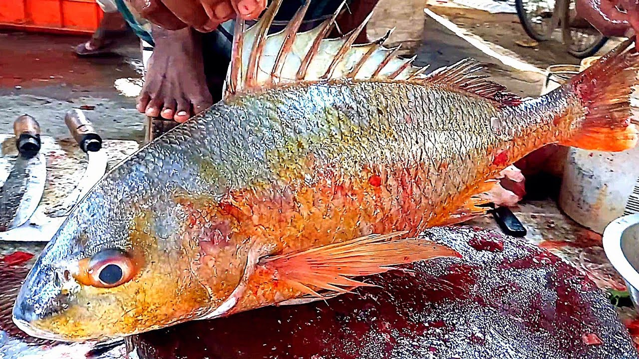 Live Golden Snapper Fish Cutting Skills | Amazing Golden Snapper Fish ...