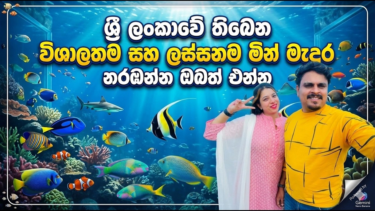 ශ්‍රීලංකාවේ විශාලතම මින් මැදුර / Water world kandy 🐋🐬 #travel # ...