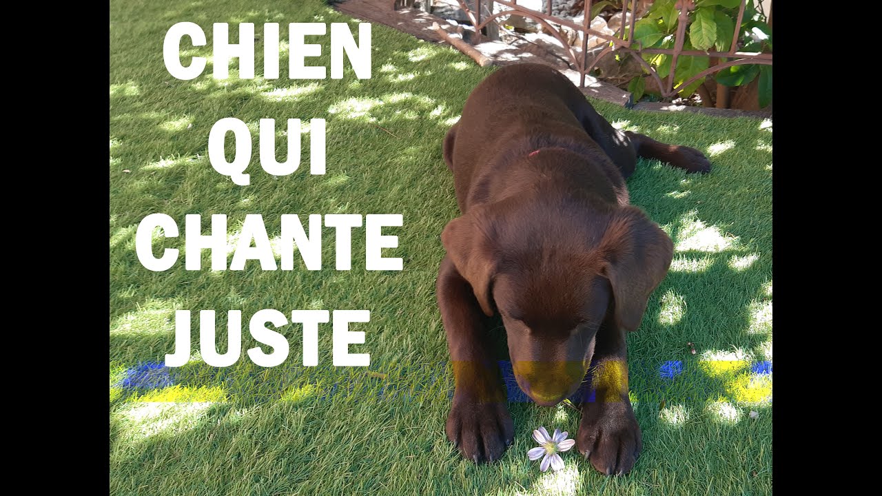 INCROYABLE - UN CHIEN QUI CHANTE - MOLLY ( Artiste Chienteur ) - YouTube