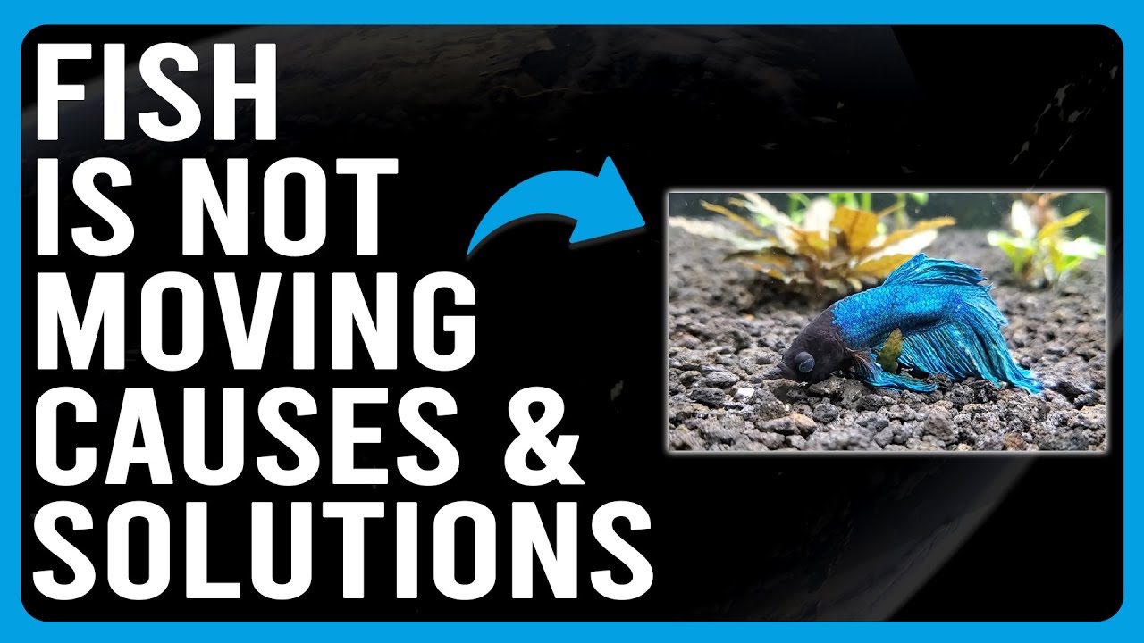 Fish Is Not Moving (Learn The Reasons Why Your Fish Not Moving - What ...