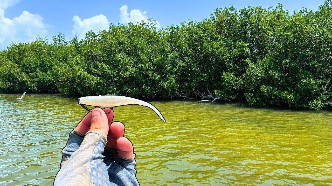 Fishing Florida Mangrove Islands (snook, redfish, tarpon, speckled ...