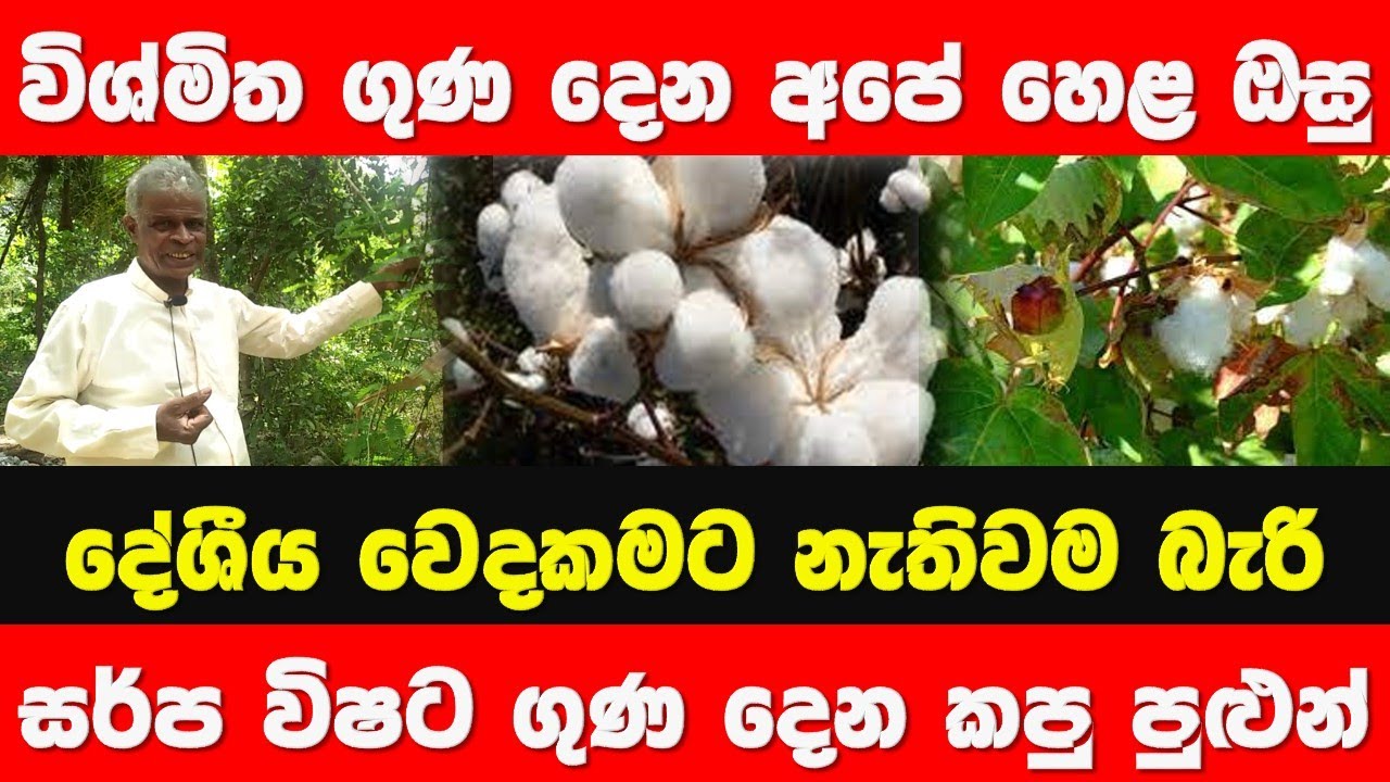 Sinhala Ath Beheth | Kapu Pulun | story eka - YouTube