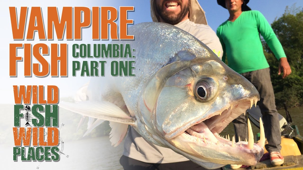 VAMPIRE FISH... Colombia (part 1) - YouTube