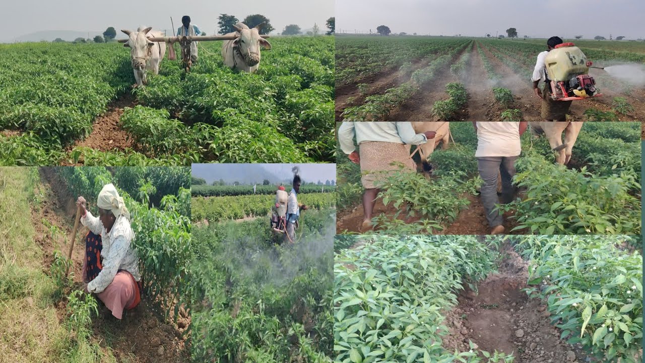 ఈ రోజు మన పొలాల్లో Exponus మందు కొట్టినం, అరక తోలి బోదె మీద గట్లు ...