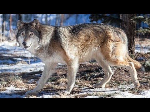 Wild Harmony: The Ecology and Conservation of the Kenai Peninsula Wolf ...