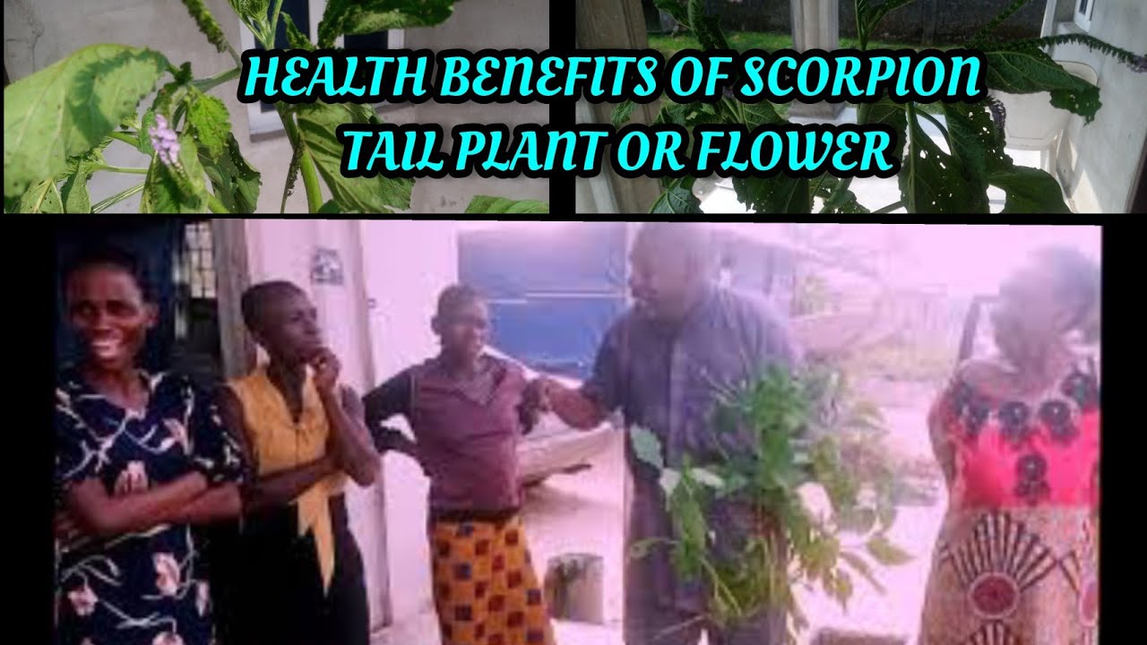 HEALTH BENEFITS OF SCORPION TAIL PLANT OR FLOWER - YouTube