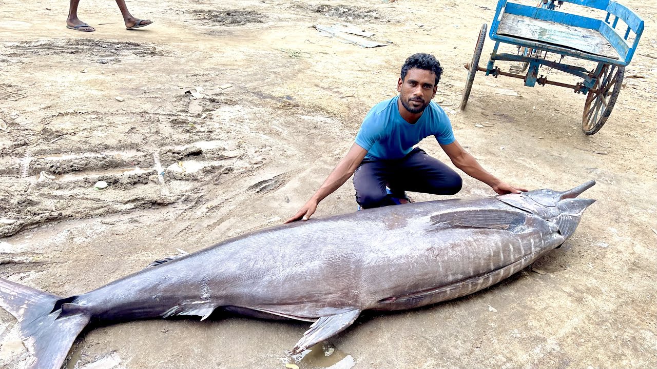 270KG BIG SAILFISH CUTTING | FISH CUTTING SKILLS | FISH CUTTING VIDEOS ...