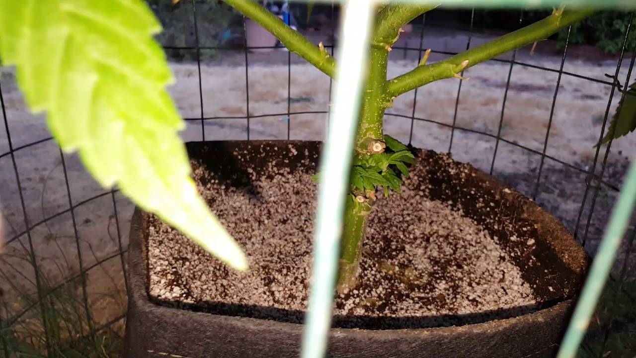 Aug 16 2018 Outdoor Purple Gorrilla( GDP x GG4) - YouTube