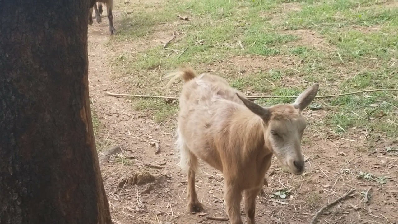 Fainting goats waddle towards food #FAINTINGGOATS #MCMINTERACRES # ...