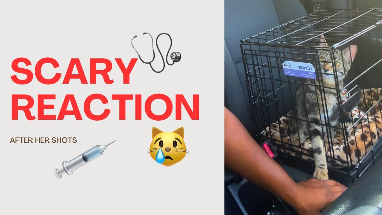 Our Kitten’s Scary Reaction After Her First Vet Visit | The Happy ...