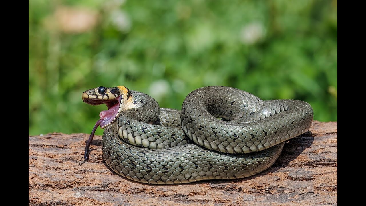 Learning python with chatGPT made lessons. lesson 14(Class and OOP code structuring) - YouTube