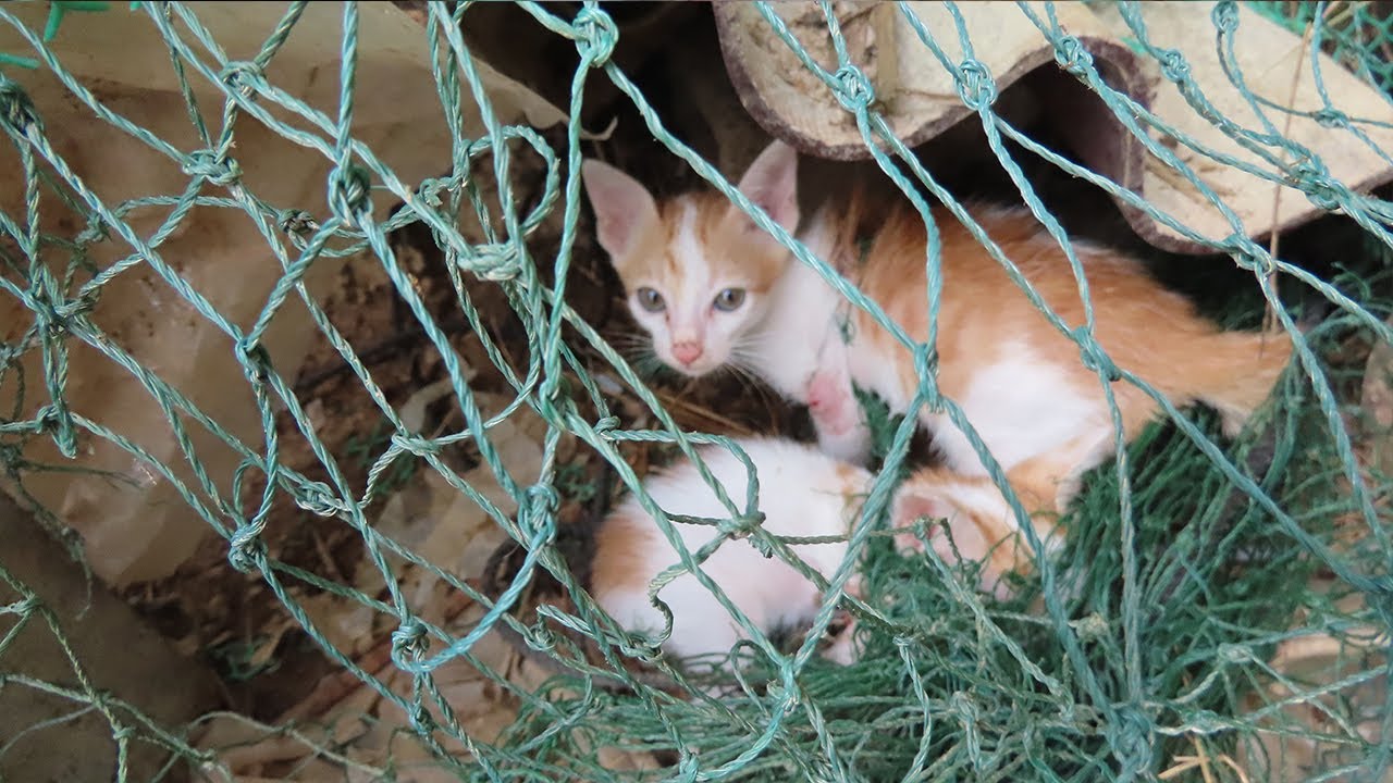 Lovely kitten stuck in net and cry aloud for help (Part 2) - YouTube