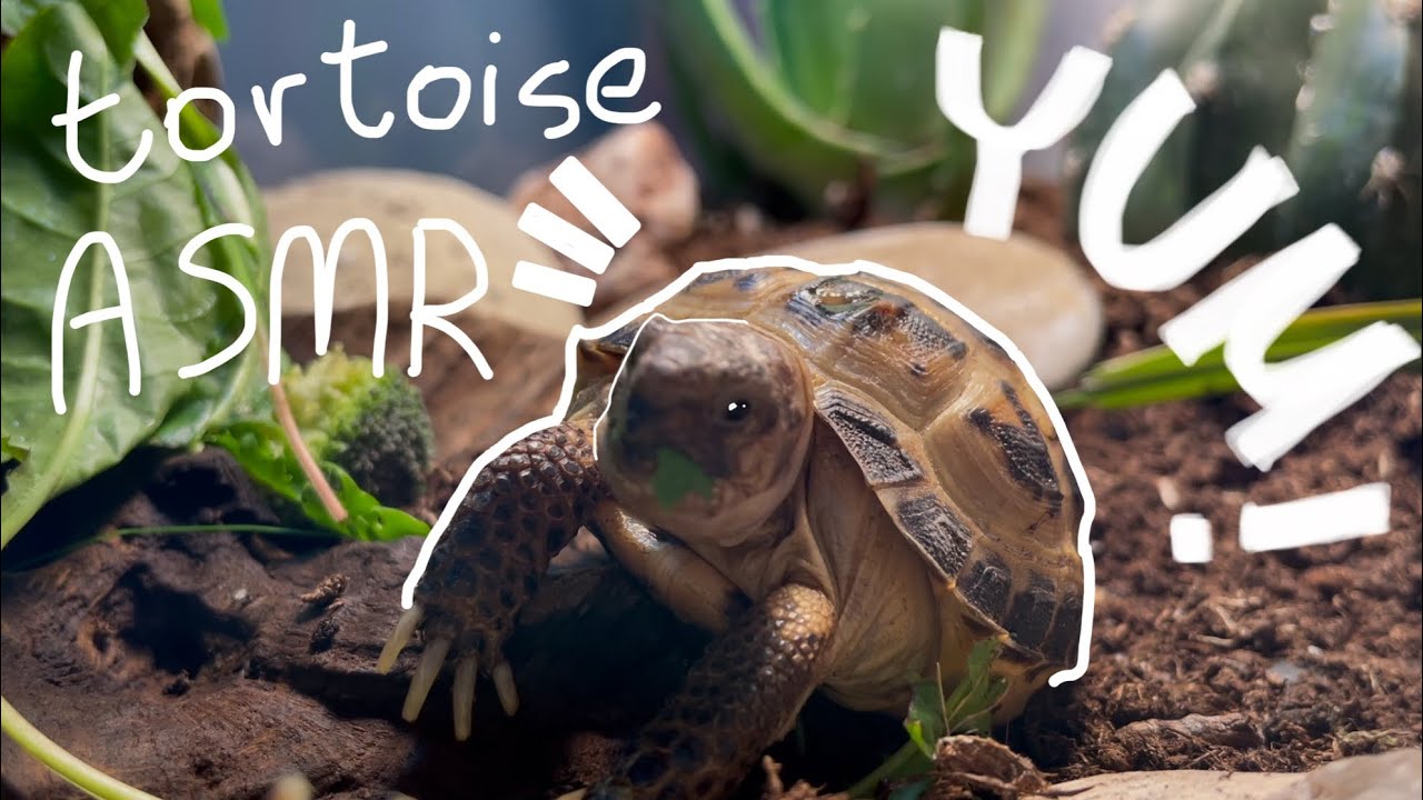 my cute baby tortoise eating (ASMR) - YouTube