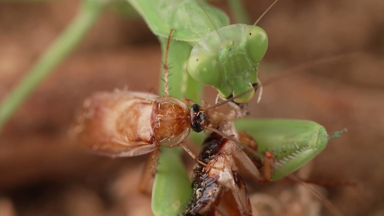 [CLOSE-UP] Predation by the Harabiro Praying Mantis / Predation by ...