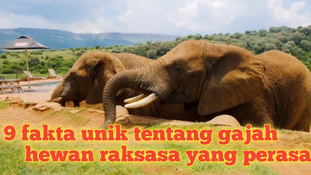 9 fakta unik tentang gajah , hewan raksasa yang perasa - YouTube
