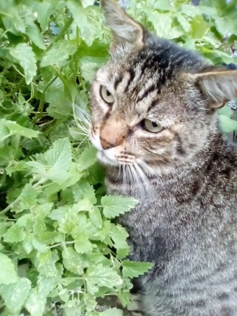 Gato excitado con su planta gigante de Nepeta cataria #gatomania # ...