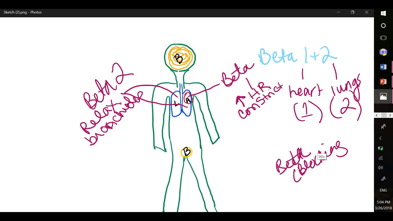 Sympathetic Nervous System Receptors Alpha And Beta