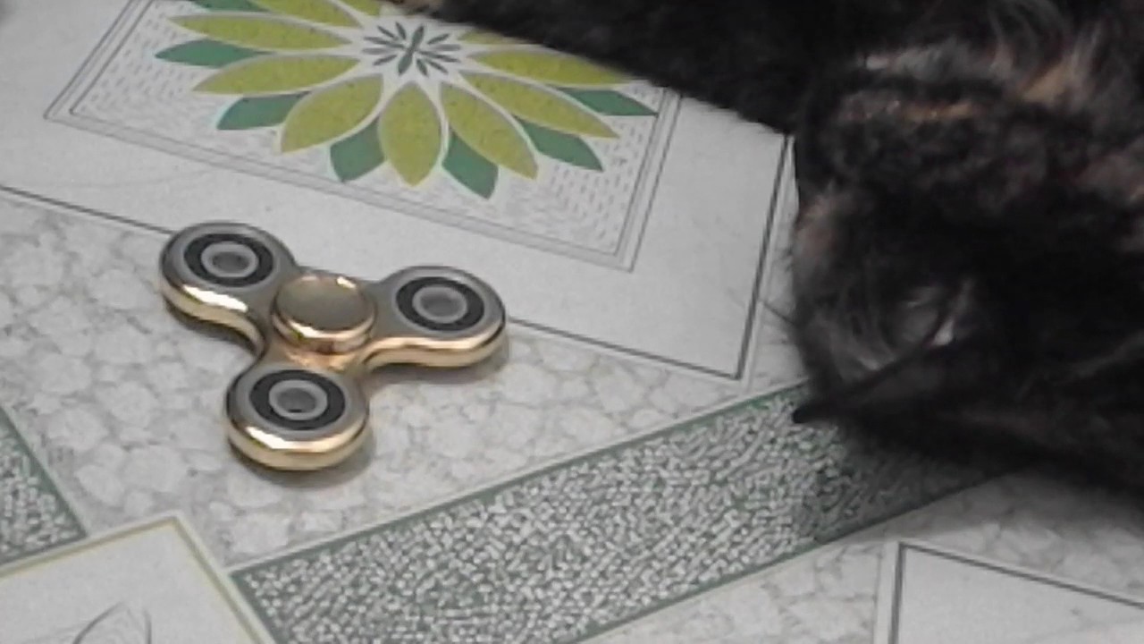 My cat playing the Fidget Spinner - YouTube