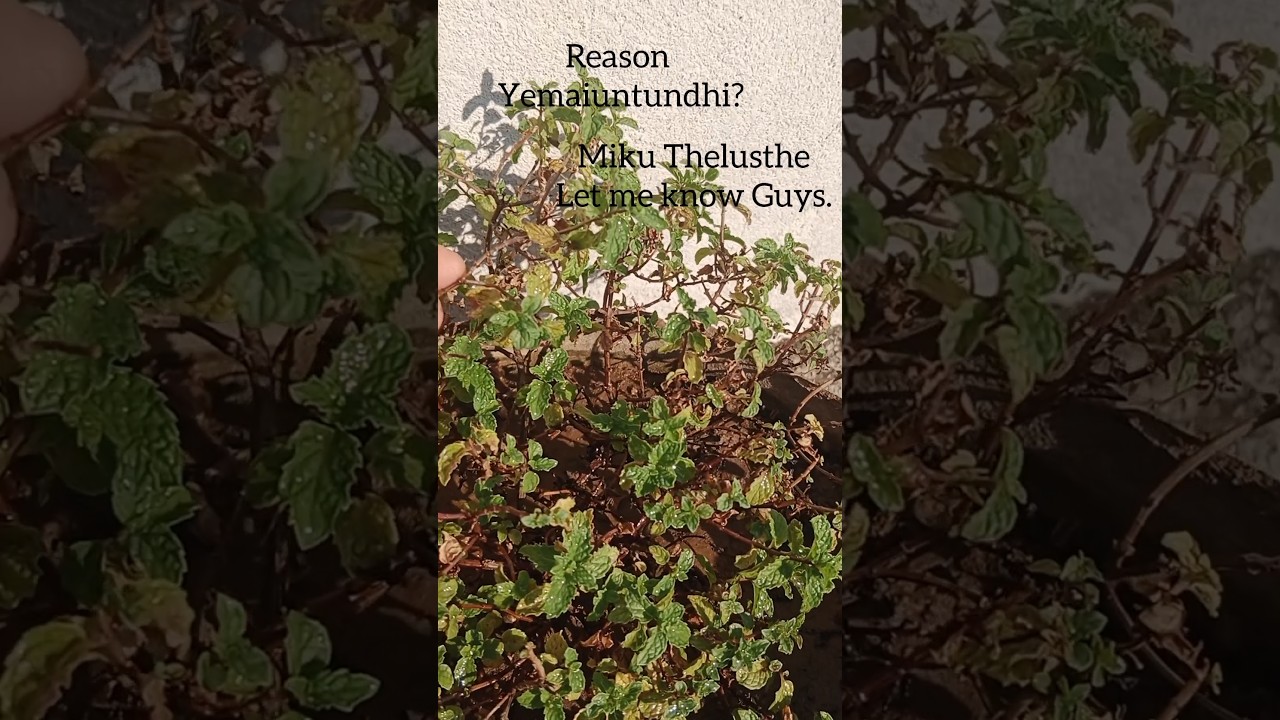 Miku reason thelisi unte chepandi. #పుదీనా #mint #gardening #plants ...