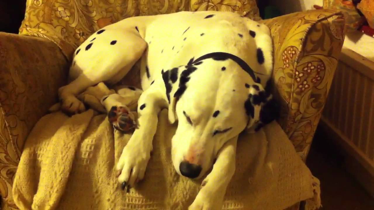 Harvey the Dalmatian barking in his sleep - YouTube