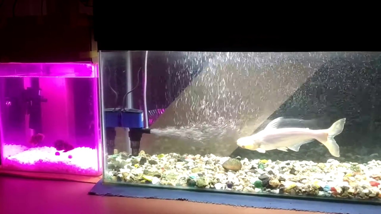White Shark & Oscar Fish Tank | ornamental fish India - YouTube