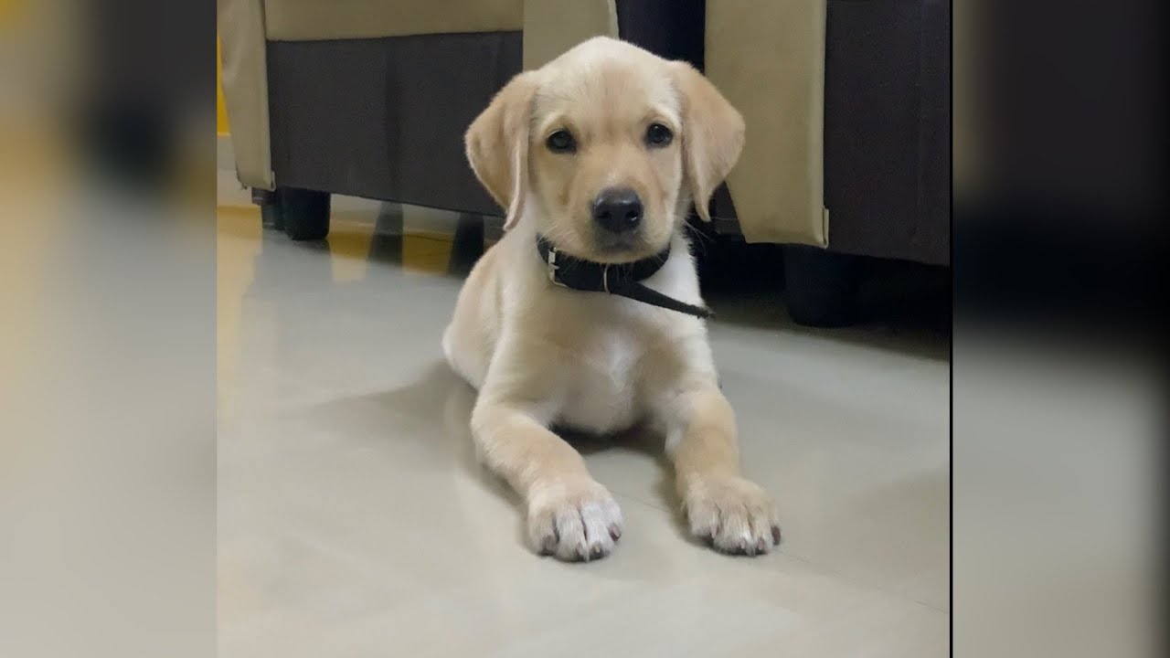 Baby Dog cute puppy Bella 2 month baby Labrador - YouTube