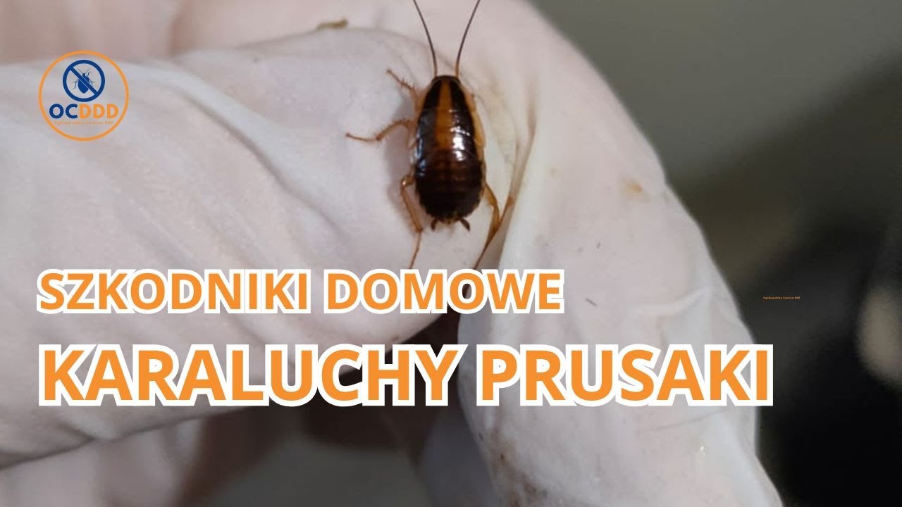 Poznaj najczęściej spotykane szkodniki domowe - karaluch prusak - YouTube