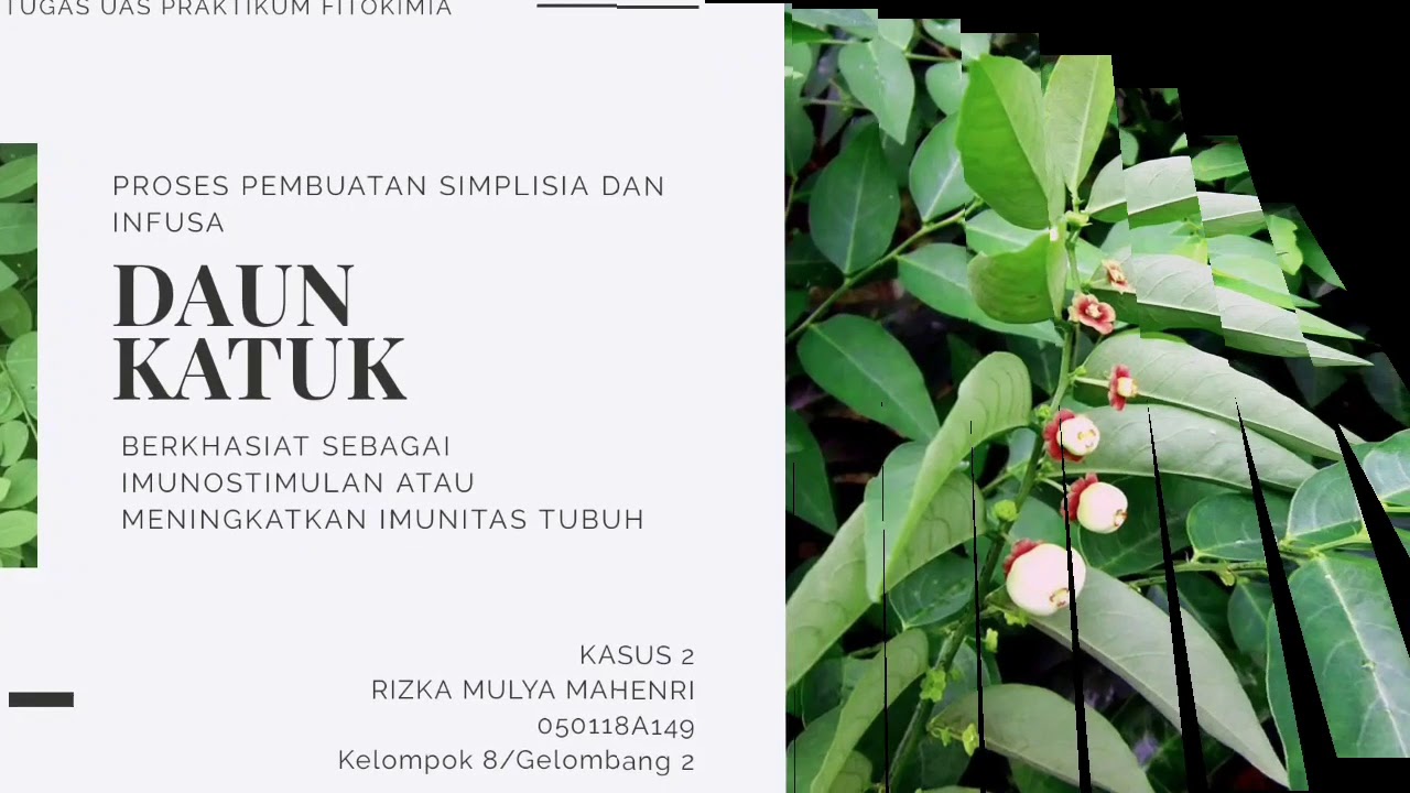 PROSES PEMBUATAN SIMPLISIA DAN INFUSA DAUN KATUK - YouTube
