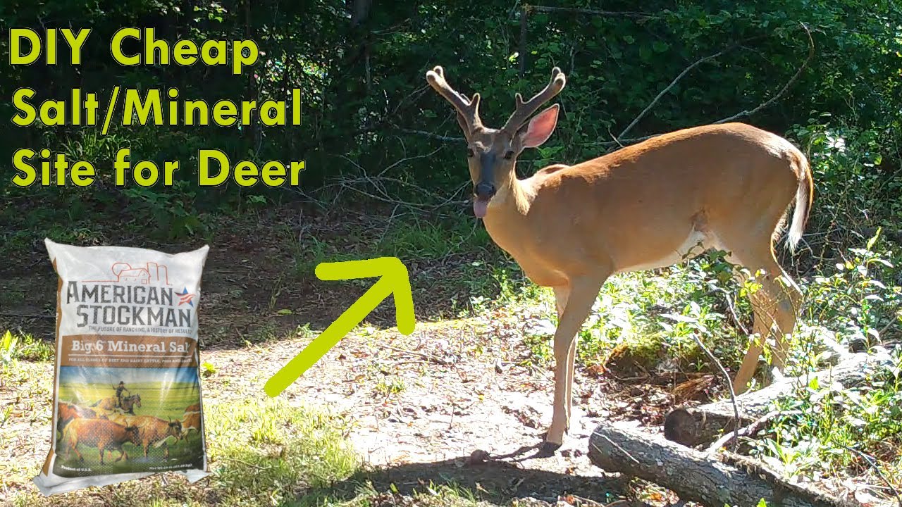 DIY Cheap and Easy Salt/Mineral Lick for Deer - YouTube