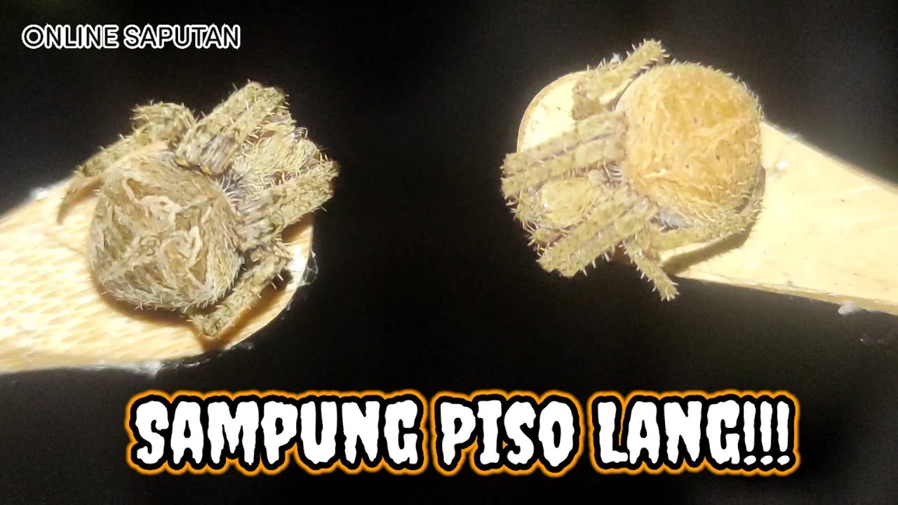 Spider Fight SAMPUNG PISO LANG, PALAG NA SA LABANAN!!! - YouTube