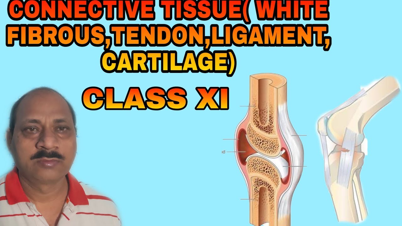 White fibrous, tendon ,ligament , cartilage class 11 - YouTube