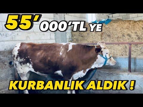 55’BİN TL’ye KURBANLIK ALDIK PİYASA ÇOK PAHALI ! Gaziantep kurbanlık