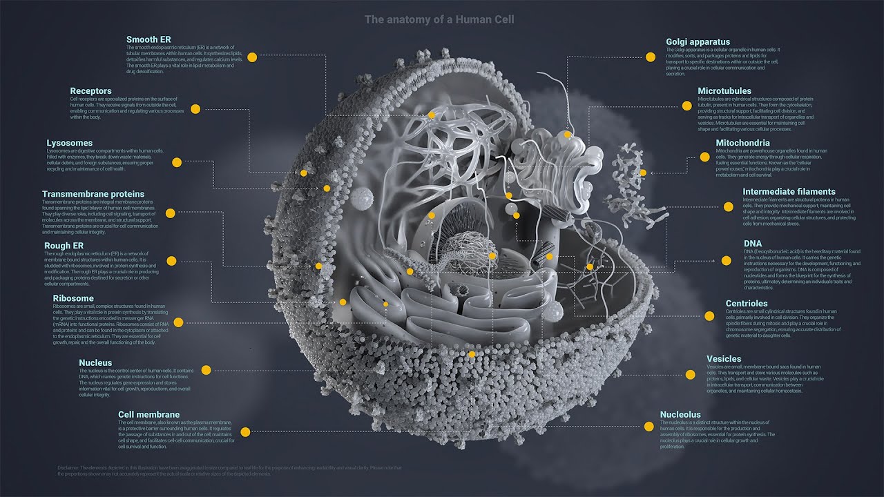 Free Scientific Illustrations - YouTube
