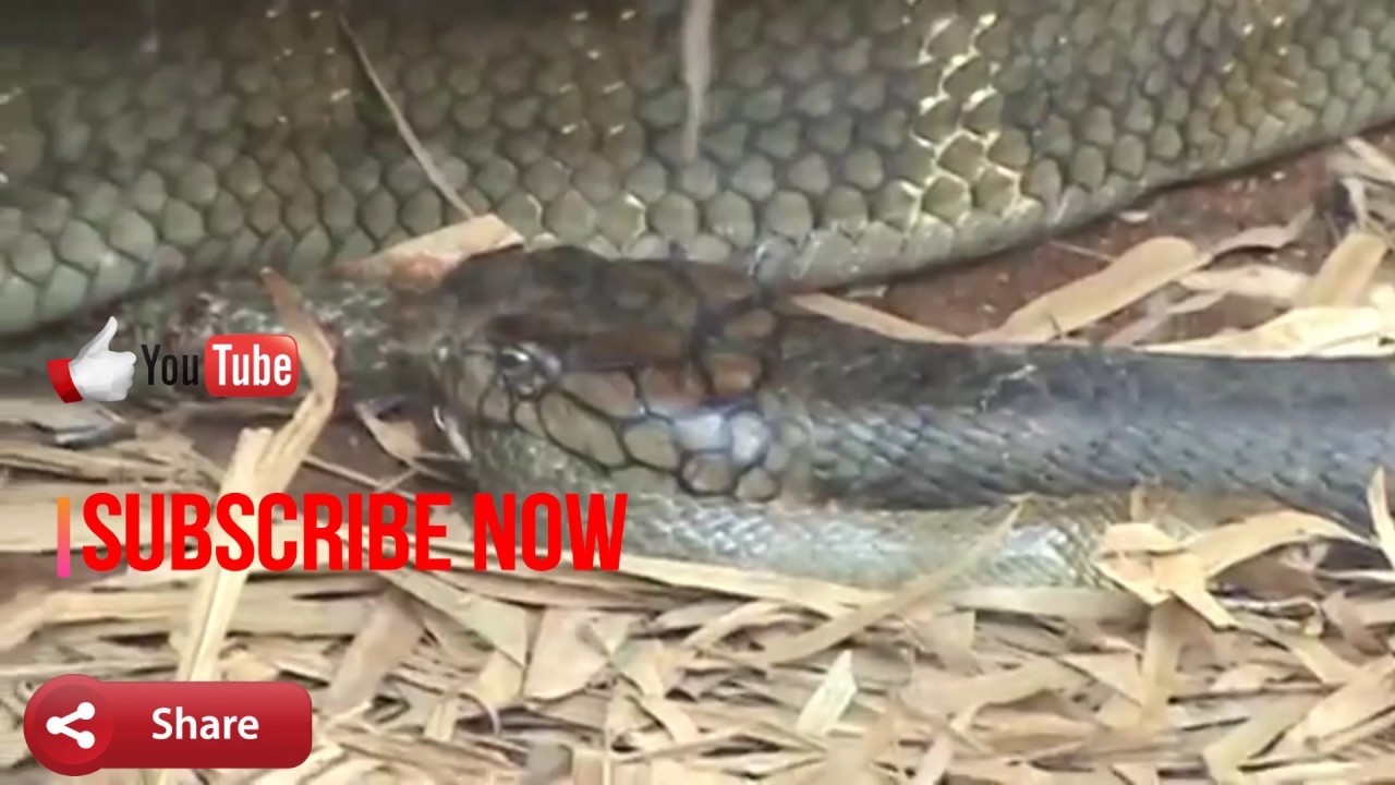 Aneh Bukan Tikus Jadi Makanan King Cobra, Tapi Ular Cobra Kecil Jadi ...