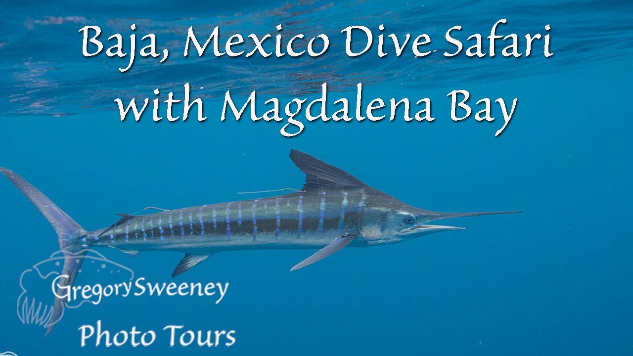 Baja, Mexico Snorkel and Dive Trip Highlights - YouTube
