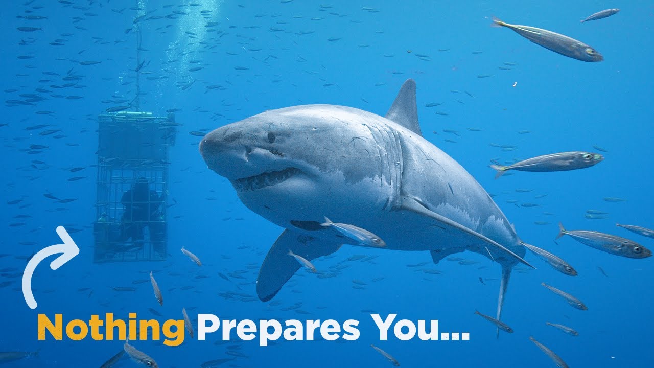 Should You Be Afraid of Sharks? - YouTube