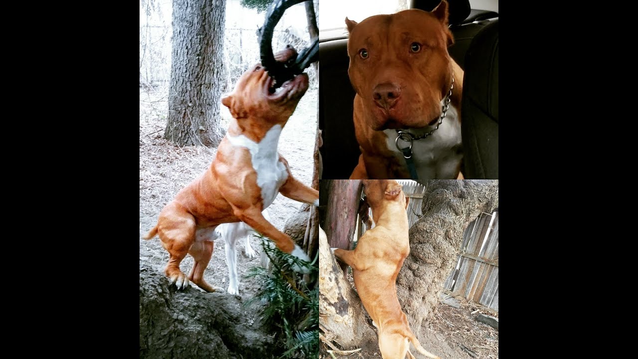 Conditioning Pitbulls - YouTube