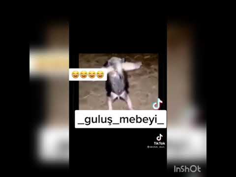 Harun Memmedov dublajları