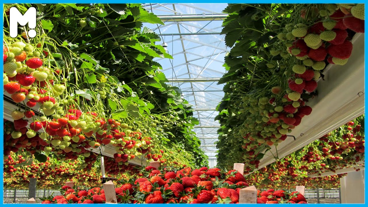 🍓 Awesome Hydroponic Strawberries Farming - Modern Strawberries ...