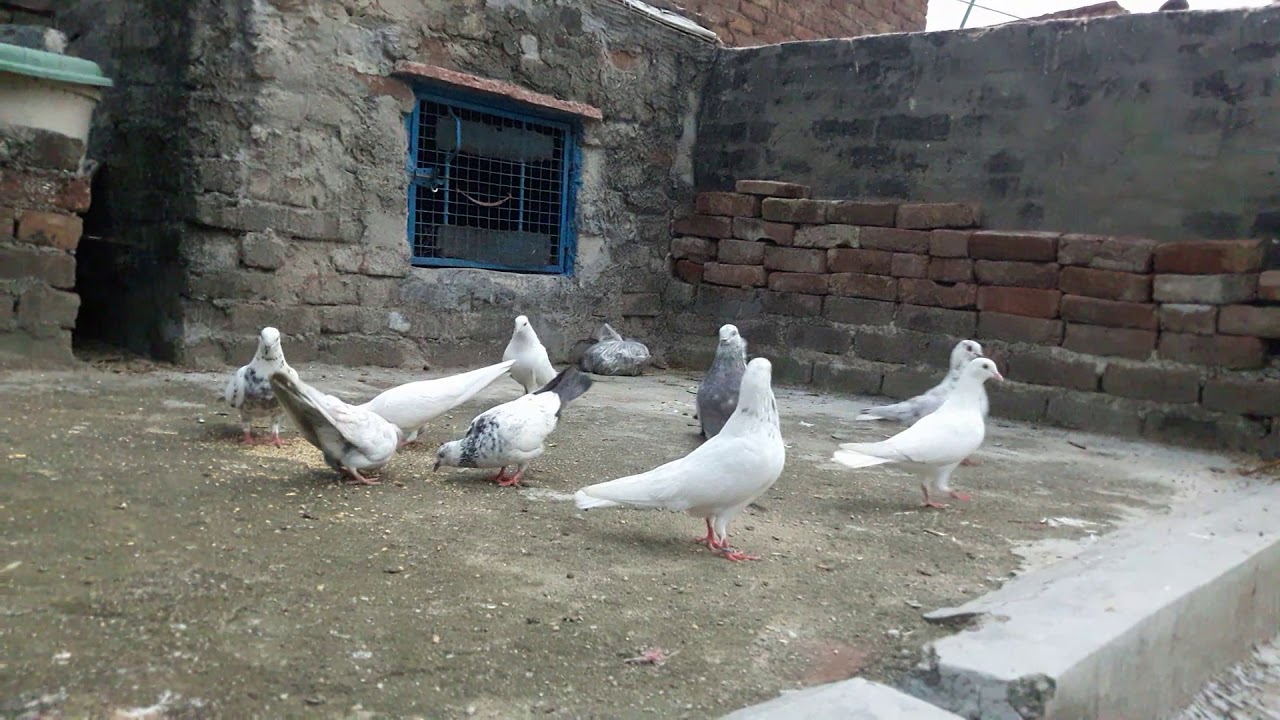 Panjabi Kabootar from in Delhi 86 - YouTube