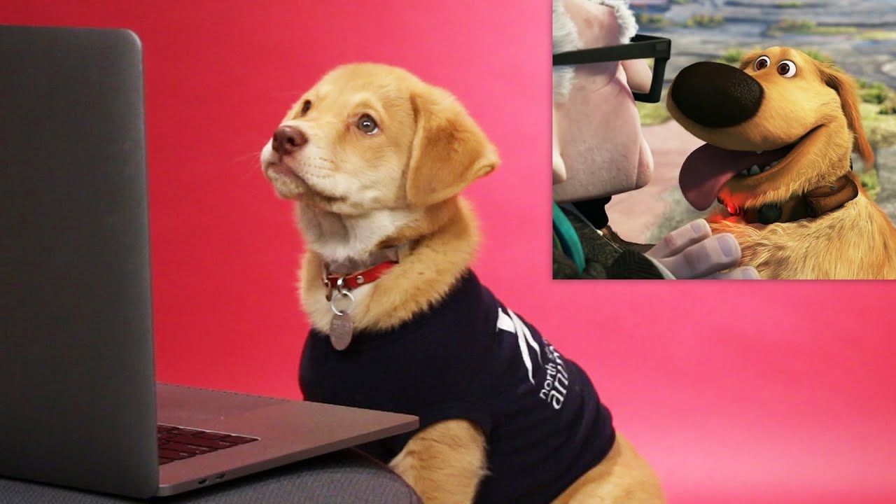 Puppies Critique Famous Movie Dogs - YouTube