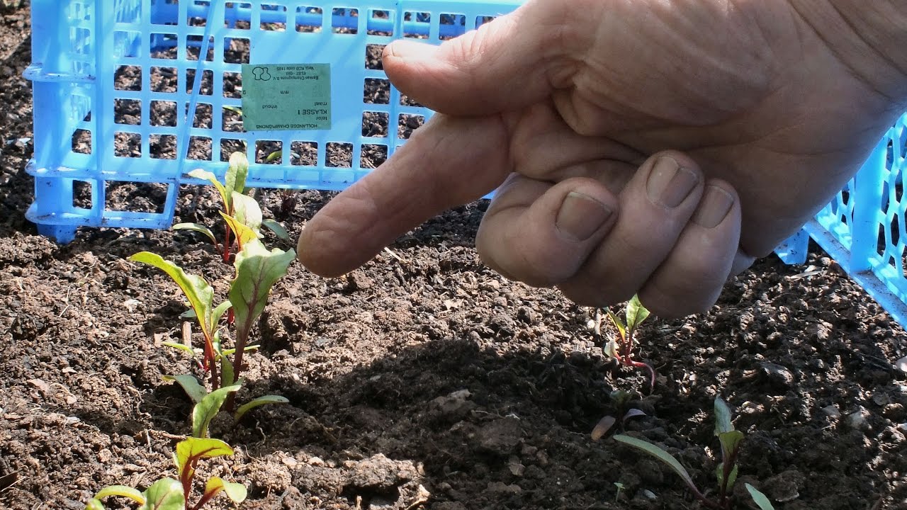 How to grow Beetroot (Beets) in a raised bed, no 'thinning' required ...