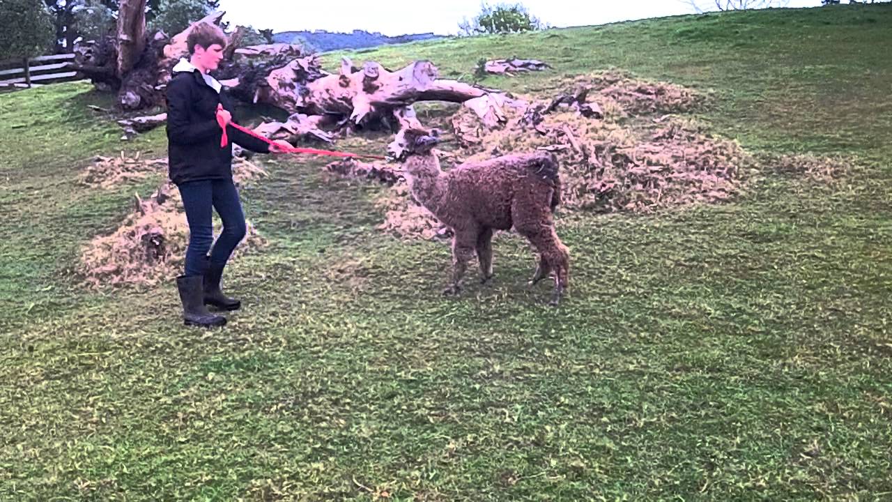 Halter Training Alpacas - YouTube