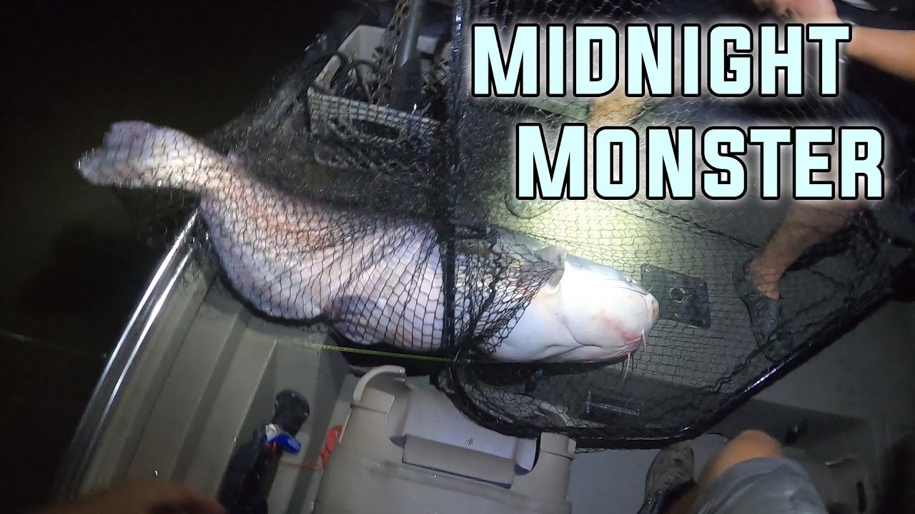68 LB Blue Catfish Comes Out for Midnight Snack - YouTube